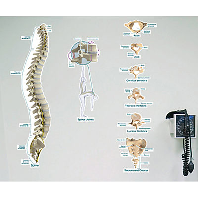 Labeled Spine Vinyl Poster by Body Part Chart - Discount Chiropractic ...